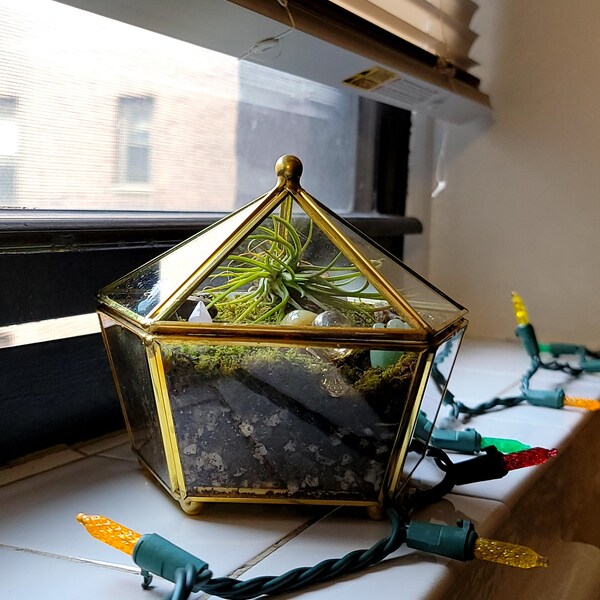 Mini LIVE Crystal Garden Terrarium - Etsy