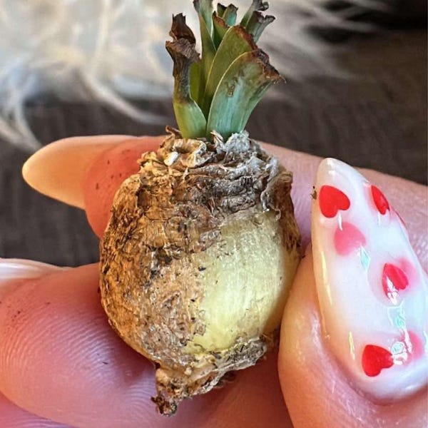 Rare Succulents, Albuca Concordiana Bulb, 0.5"-1", Live Plant - Etsy