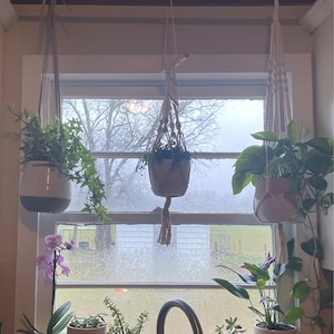 6 ZZ Plant Zamioculcas Zamiifolia Zee Zee Plant Aroid Palm - Etsy