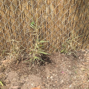 Live Bamboo Culm With Root or Rhizome Starter Plant Create Privacy ...