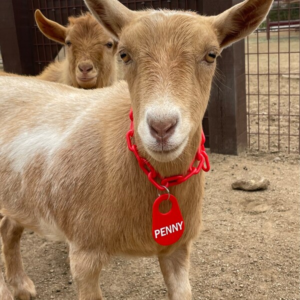 Custom Goat and Sheep Collar Tags - Etsy