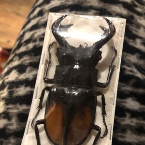 OVERSTOCK: Sawtooth Beetle Males or Pairs Real Dried Beetle | Etsy