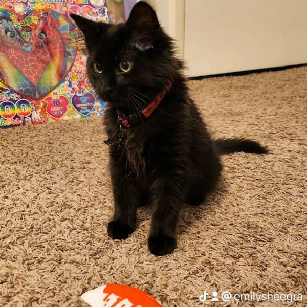 Strawberry Cat Collar Strawberry Kitten Collar Strawberry Collar ...