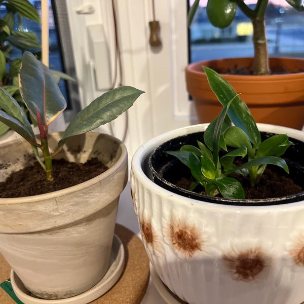 Alocasia Bundle Pack 2 Starter Plants - Etsy