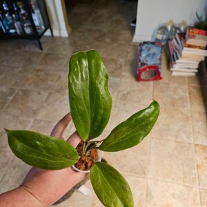 Hoya Biakensis Hoya Sp. Biak Island Rooted & Growing RARE Unique Hoya ...
