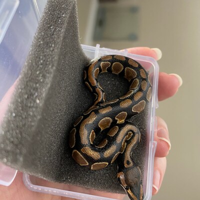 Customizable Ball Python Miniature / Figure / Sculpture / Necklace ...