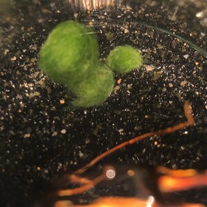 Luminous Terrarium Decor Bonsai Alien Fairy Garden Miniature Micro ...