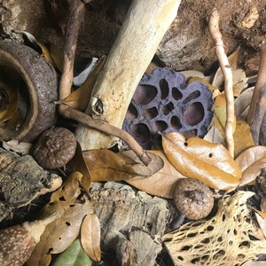 Uxi Pod Botanicals Vivarium Terrarium Decor Tannins Shrimp - Etsy