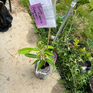 Red Diamond Red Crystal Seedless Guava Crisp Extremely Rare - Etsy