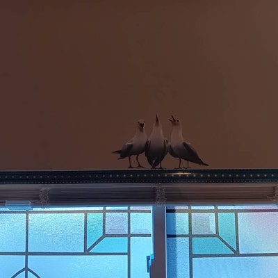 Crow Decal, Flying Raven Vinyl Decal, Bird Lover Gift, Illustrated ...