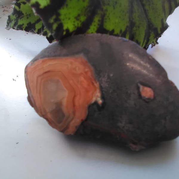 I LICK ROCKS Sticker | Funny Rock Stickers | Taylor's Rocksmithery - Etsy