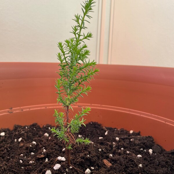 Coast Redwood Tree Seedling - Sequoia Sempervirens - SMALL - Etsy