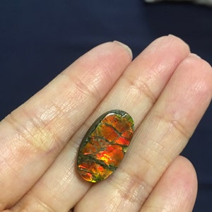 Very Rare & Beautiful Ammolite Gemstone Ammolite Cabochon | Etsy
