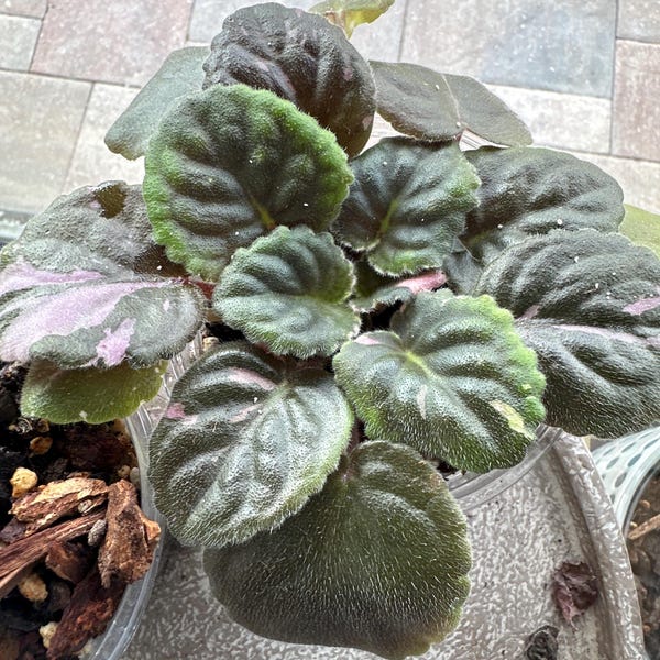 Live House Plant Bloom Fuchsia African Violet Harmonys vat Real Life ...