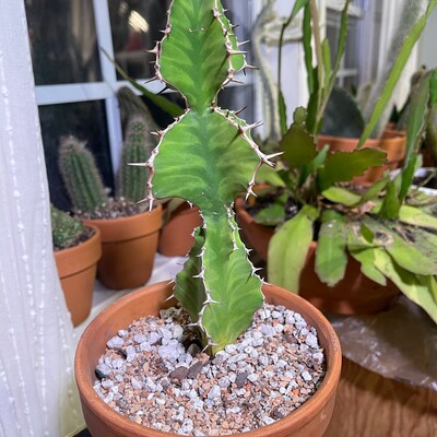 Vintage My Size Barbie,bride Barbie Doll,large Bride Barbie,collectible ...