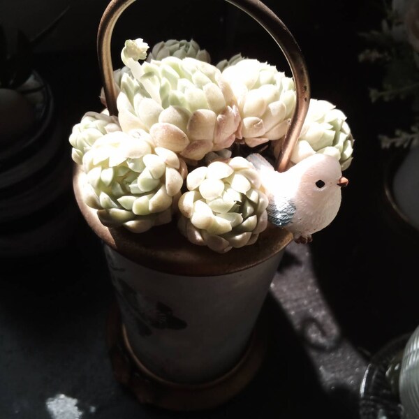 Echeveria Ball of Fat-succulent - Etsy