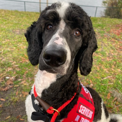 1 Patch, IGNORE ME, 8 Inches X 3 Inches, Sew On, Customizable, Custom ...