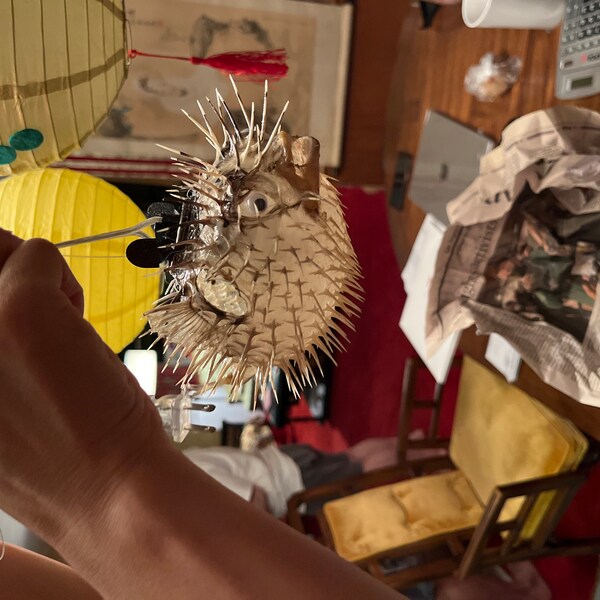 7-10" Hanging Light Puffer Fish Real Blowfish Lamp Taxidermy Animal ...