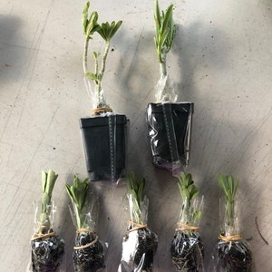 1 Grafted Doubleblack Purple Adenium - Etsy