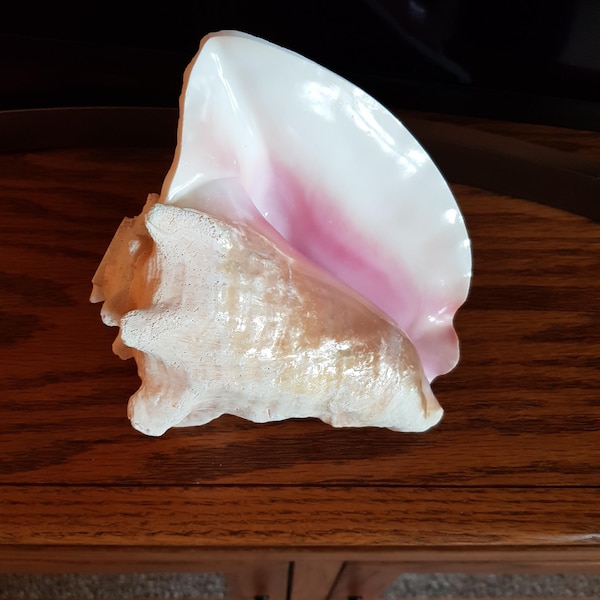Large Bahama Queen Conch Shell Horn Trumpet (pink) 7"+ - Etsy