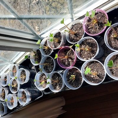 3 Raspberry Plants royalty Purplelarge, High-quality Fruit 3 Large 1 ...