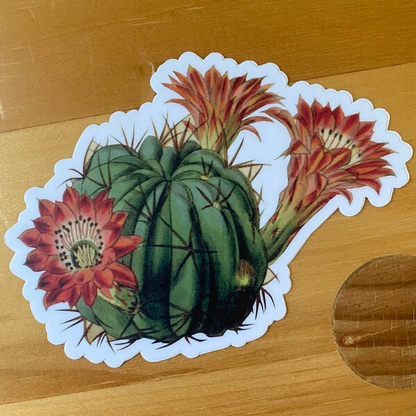 Desert Cactus Sticker, Red Flower Vintage Vinyl Stickers, Succulent ...