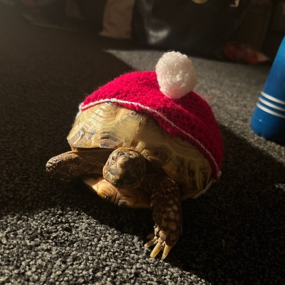 Santa Hat Tortoise Cosy, Pet Photo Prop, Pet Costume, Tortoise Costume ...
