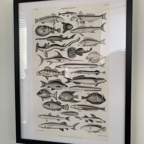 Vintage Fish Art Print, Antique Ocean Diagram Wall Art, Victorian Art ...
