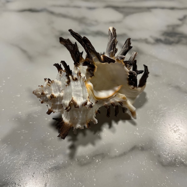 Murex Endiva Shell: Long Spine Seashell for Beach Wedding Decor - Etsy