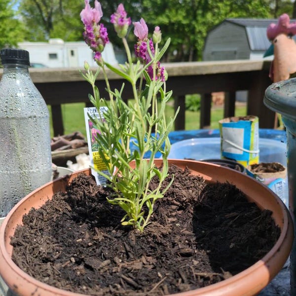 Sage Nazareth - Etsy