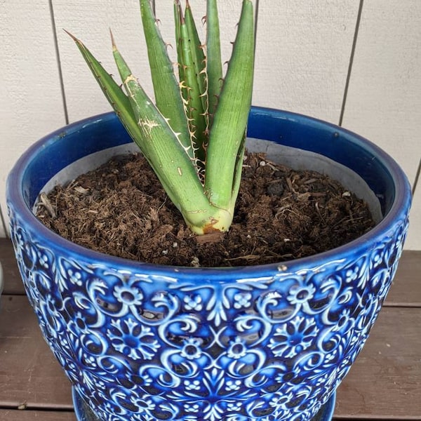 Agave Lechuguilla 'shin Dagger" COLD HARDY ZONE 6 - Etsy