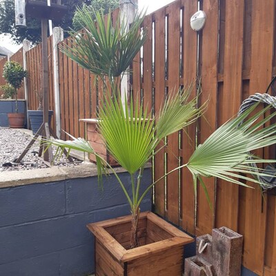 Charles Taylor 3 Piece Wooden Veg Trough Planter Set. - Etsy UK