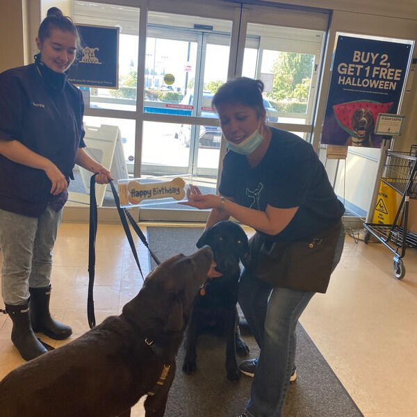 DMC 844 - 6-strand Floss - Beaver Gray Ultra Dark - Etsy