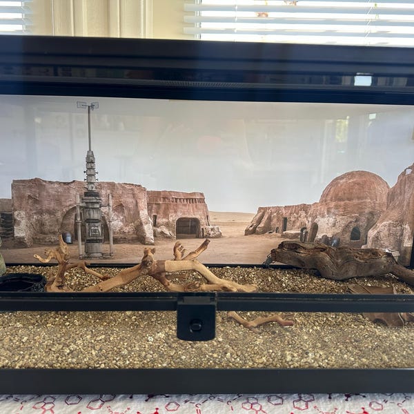 Movie Set Standard Terrarium Background - Etsy