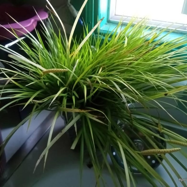 Acorus Gramineus 'minimus Aureus' | Dwarf Golden Sweet Flag Grass ...