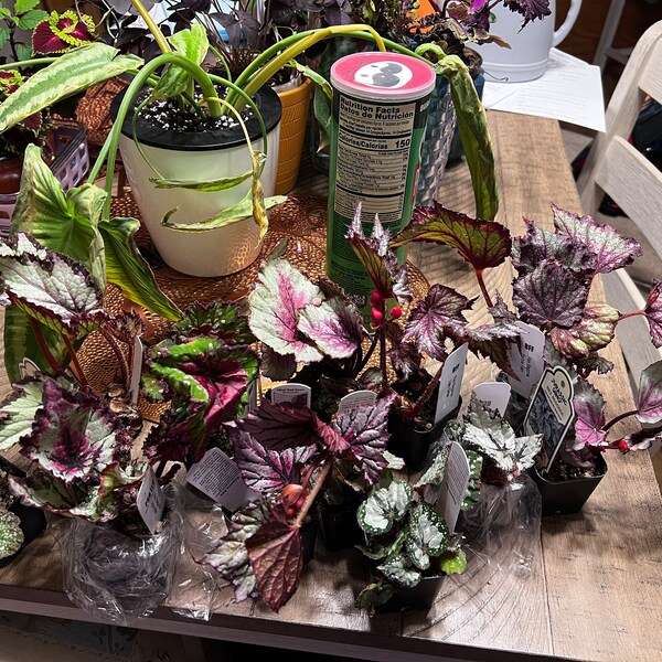 Begonia 'connee Boswell' - Etsy