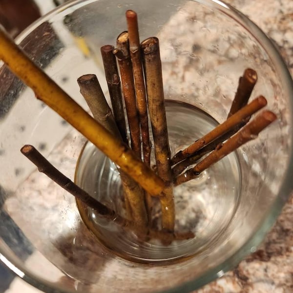 10 White Mulberry Cuttings Morus Alba. Male Tree. Animal Fodder ...