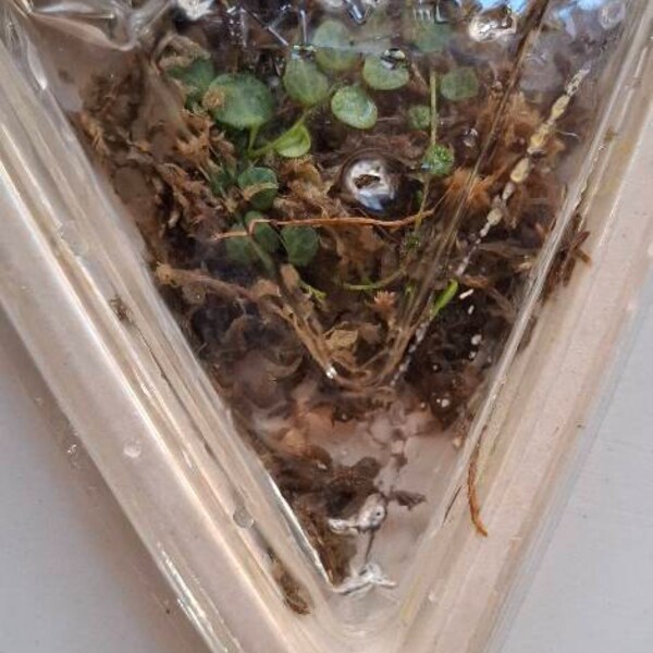 Japanese Rice Fish Eggs Medaka Ulysses Cobalt - Etsy