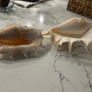 Large Cone Seashell Assortment 3 Shells Approx. 2.5 Inches Assortment ...