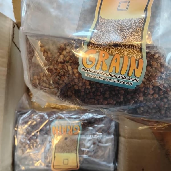 Beginner's Mushroom Grow Kit | Microppose Monotub Easy Cultivation ...