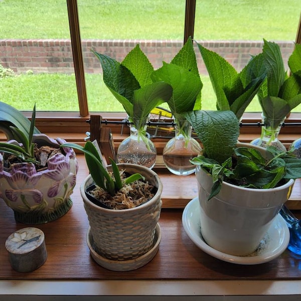 Cycd Taiwan Golden Orange Bloom Stage Currently Dormant ...... 50 ...