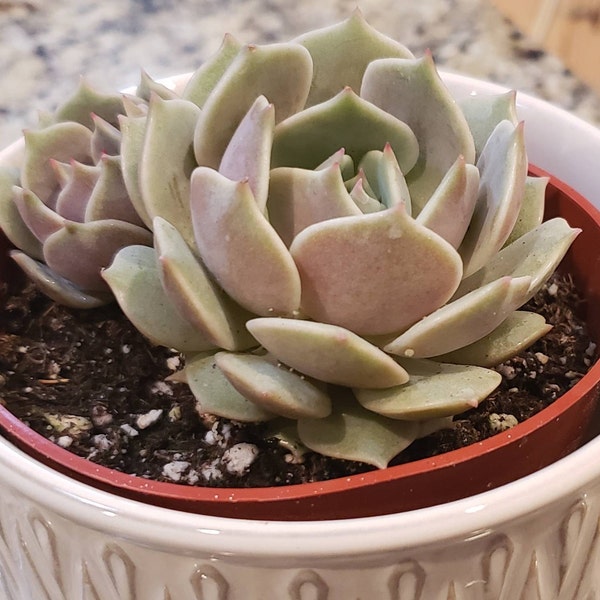 Succulent Mothers Day Gift Box Custom Personalized Card 8 Live ...