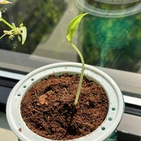 Adenium Obesum 'desert Rose' Picotee Hybrid 10pc Seeds - Etsy