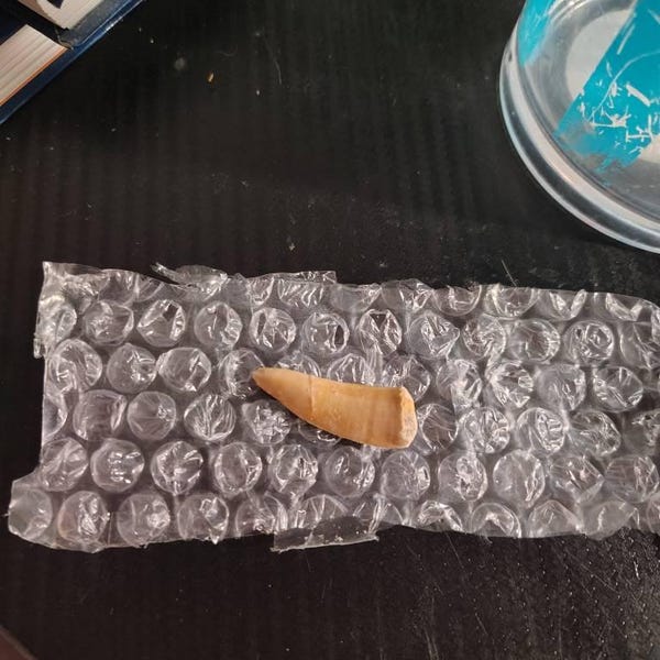 5 Ice Age Turtle Shell Fossils From Florida - Etsy