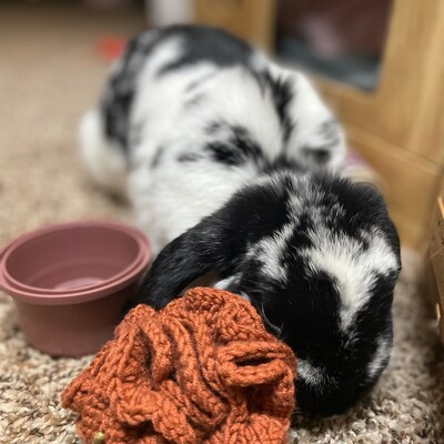 Bunny O's Cereal Treat, Rabbit Fruit Loops Inspired Treat, Small Animal ...