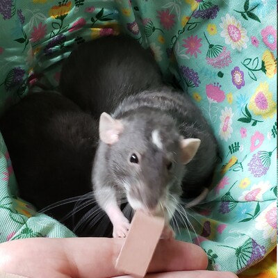 Tiny Flavored Balsa Triangles pkg of 20 Fruit Flavored Chew - Etsy