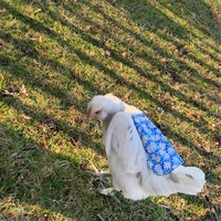 Chicken Diaper/ Hen Diaper/ Rooster Diaper/ Poultry Diaper/standard ...