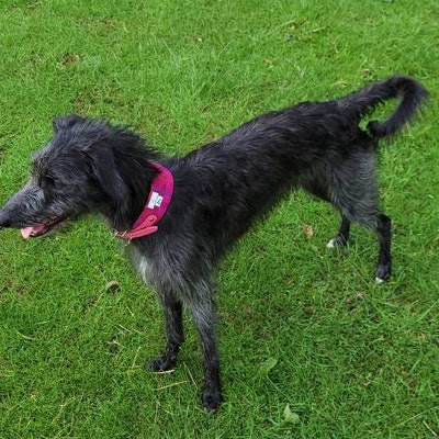 Hound Collar in Harris Tweed. Lovely Soft Collar for Sight Hounds - Etsy
