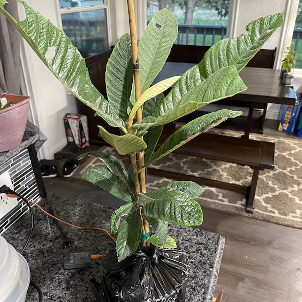 Big Jim Loquat - Seedling Tree - 1 Feet Tall - Ship in 6" Pot - Etsy