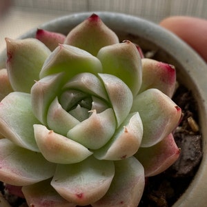 Tanquana Prismatica Rare Living Stone 10 Seeds | Etsy